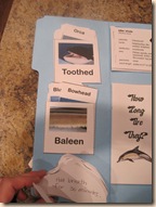 Dolphin and Whales Lapbook - Confessions of a Homeschooler